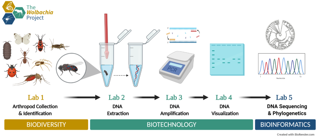 The Wolbachia Project – DMW The Wolbachia Project database