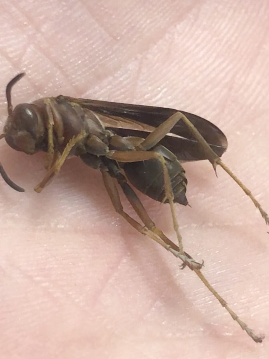 Insecta – The Wolbachia Project