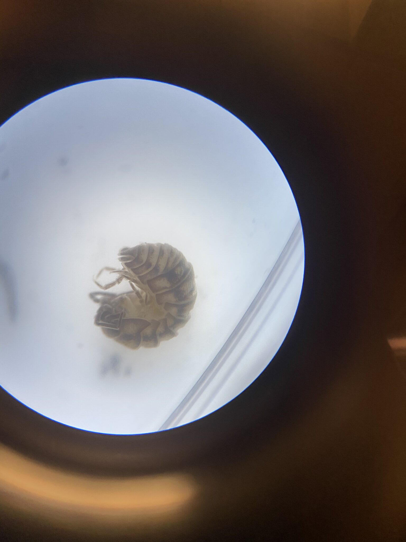 Database – The Wolbachia Project