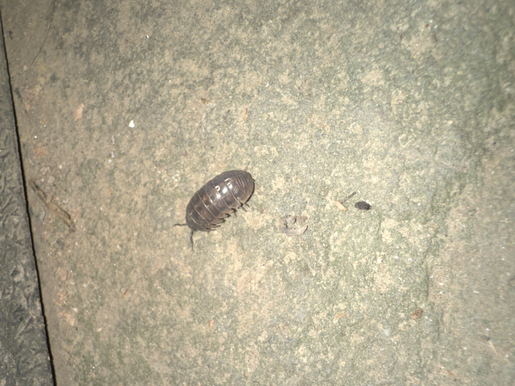 Soren_P_BCC – The Wolbachia Project