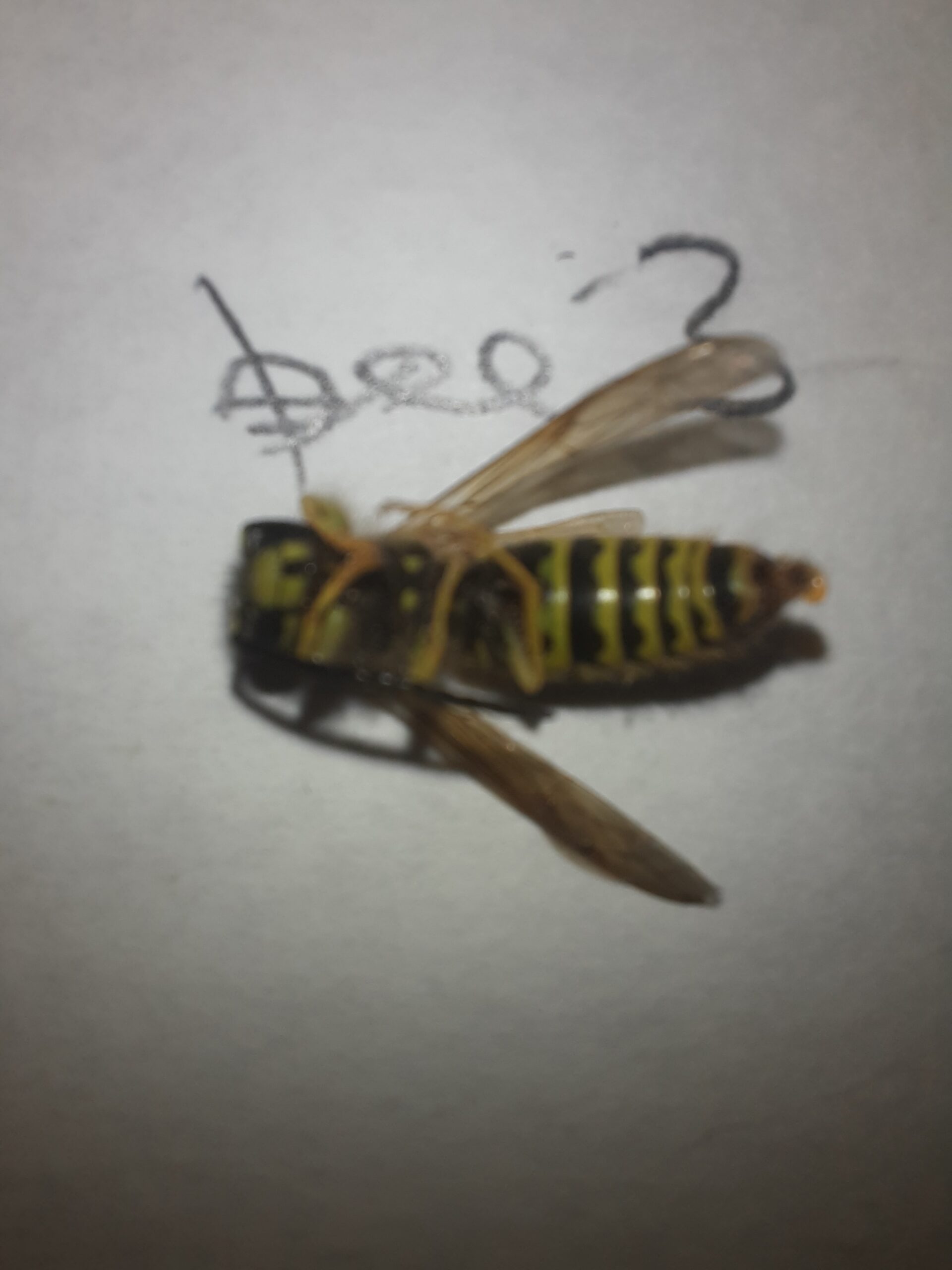 bee 2 – The Wolbachia Project