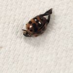 Asian Lady Beetle – The Wolbachia Project