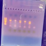 Asian Lady Beetle – The Wolbachia Project