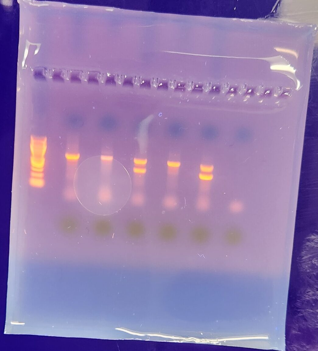 Asian Lady Beetle – The Wolbachia Project