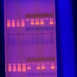 Ant – The Wolbachia Project