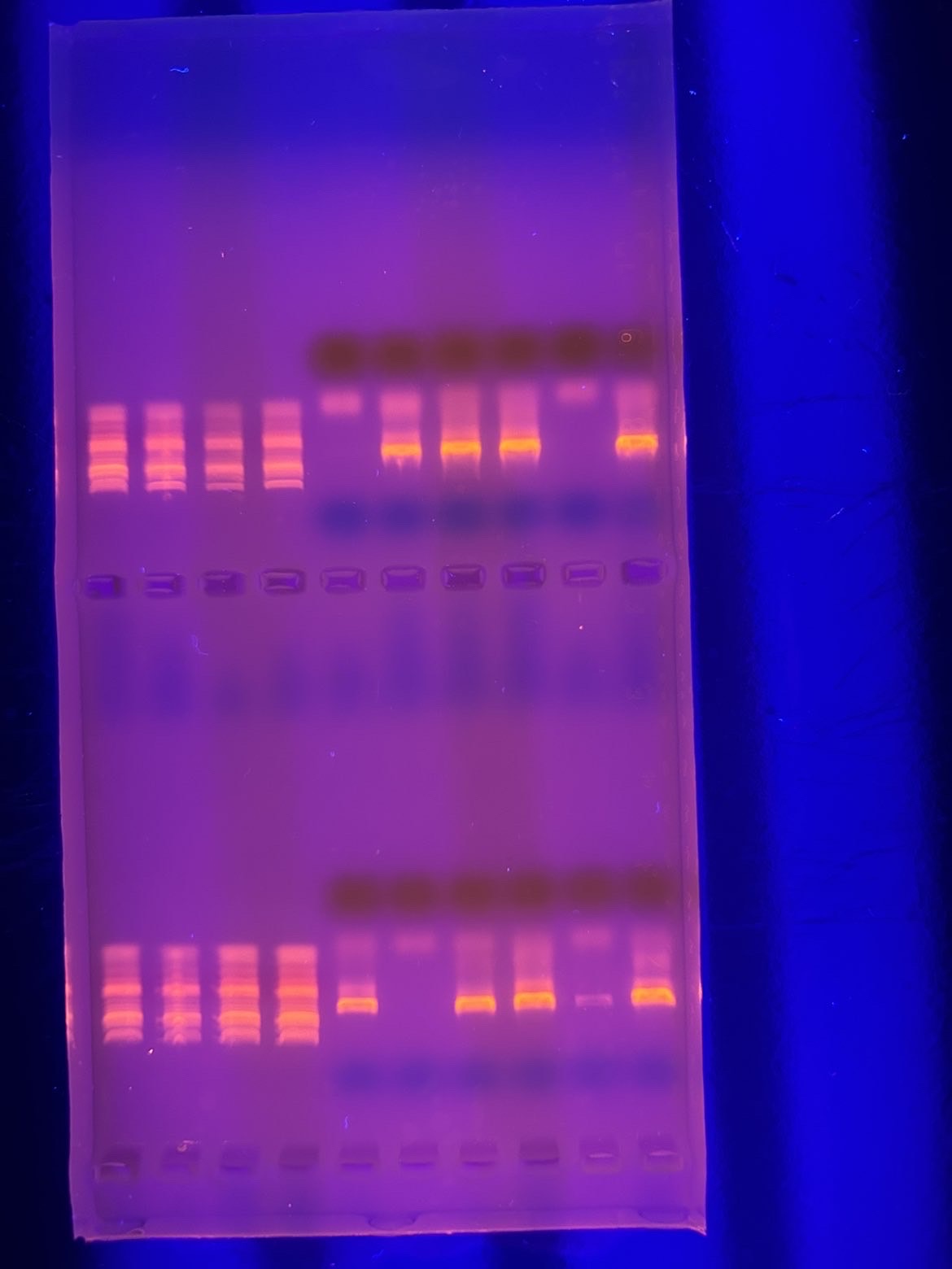 Pill bug #3 – The Wolbachia Project