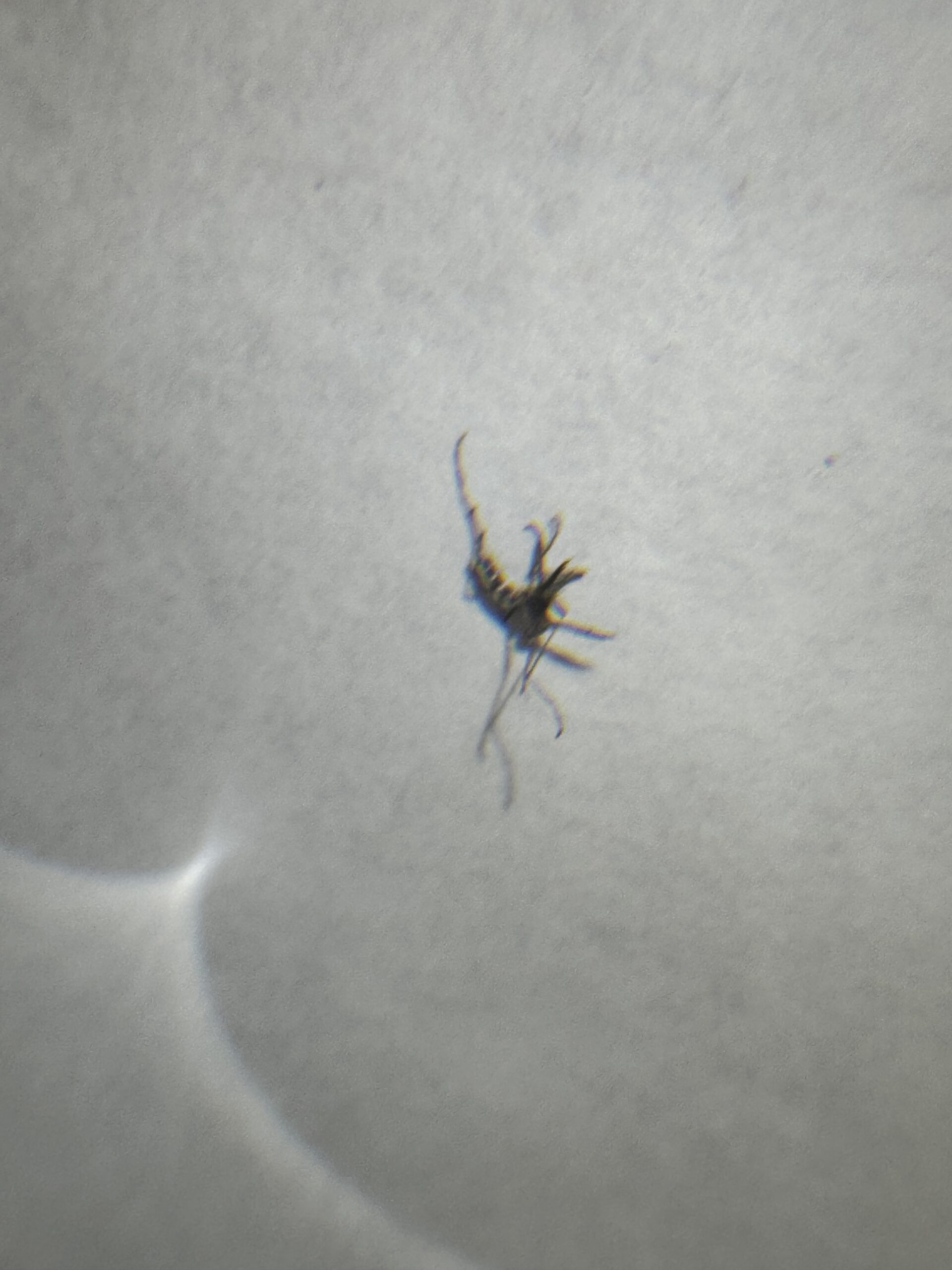 Mosquito 2 – The Wolbachia Project