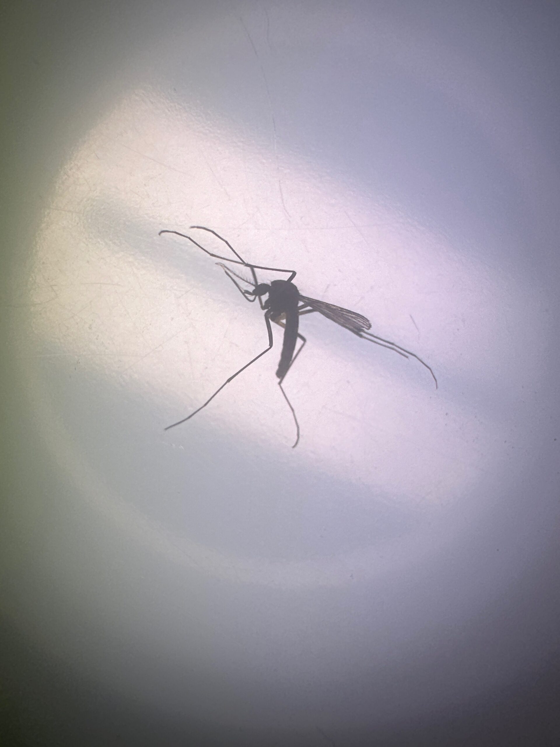 Mosquito 1 – The Wolbachia Project