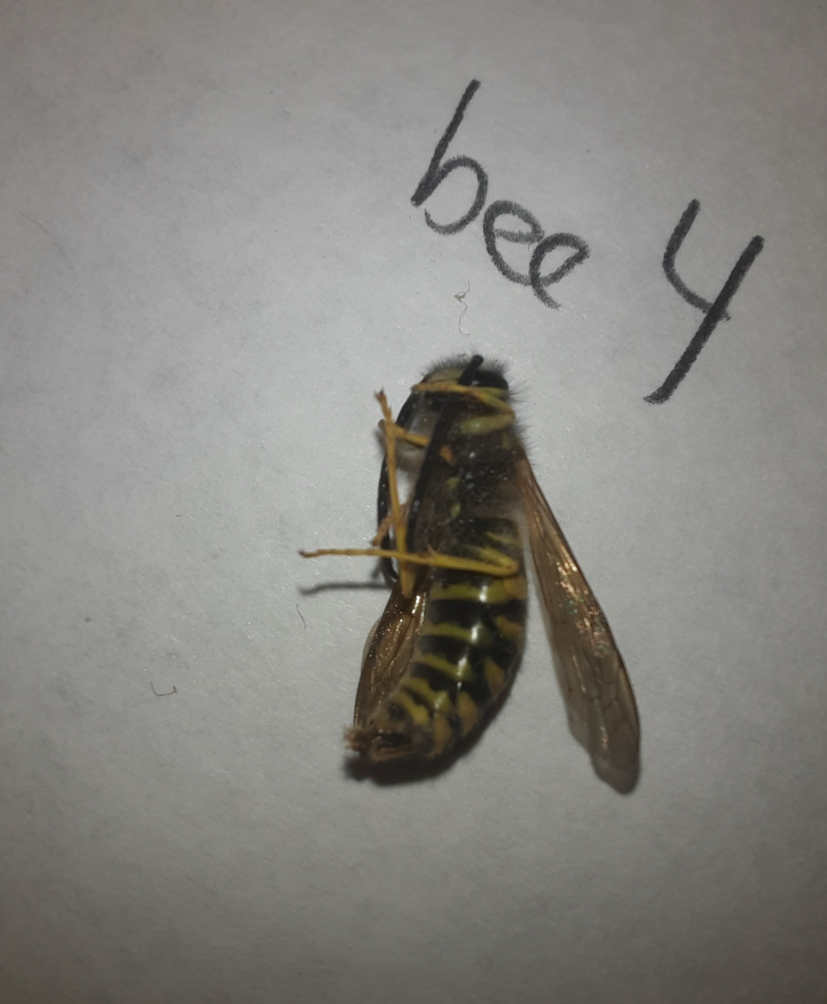 Bee 4 – The Wolbachia Project