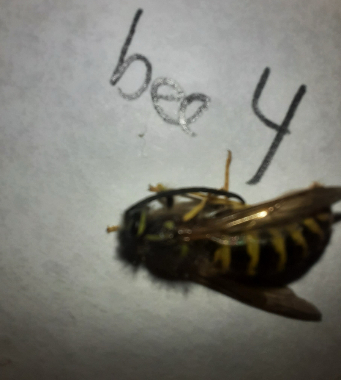 Bee 4 – The Wolbachia Project