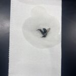 Bumblebee – The Wolbachia Project