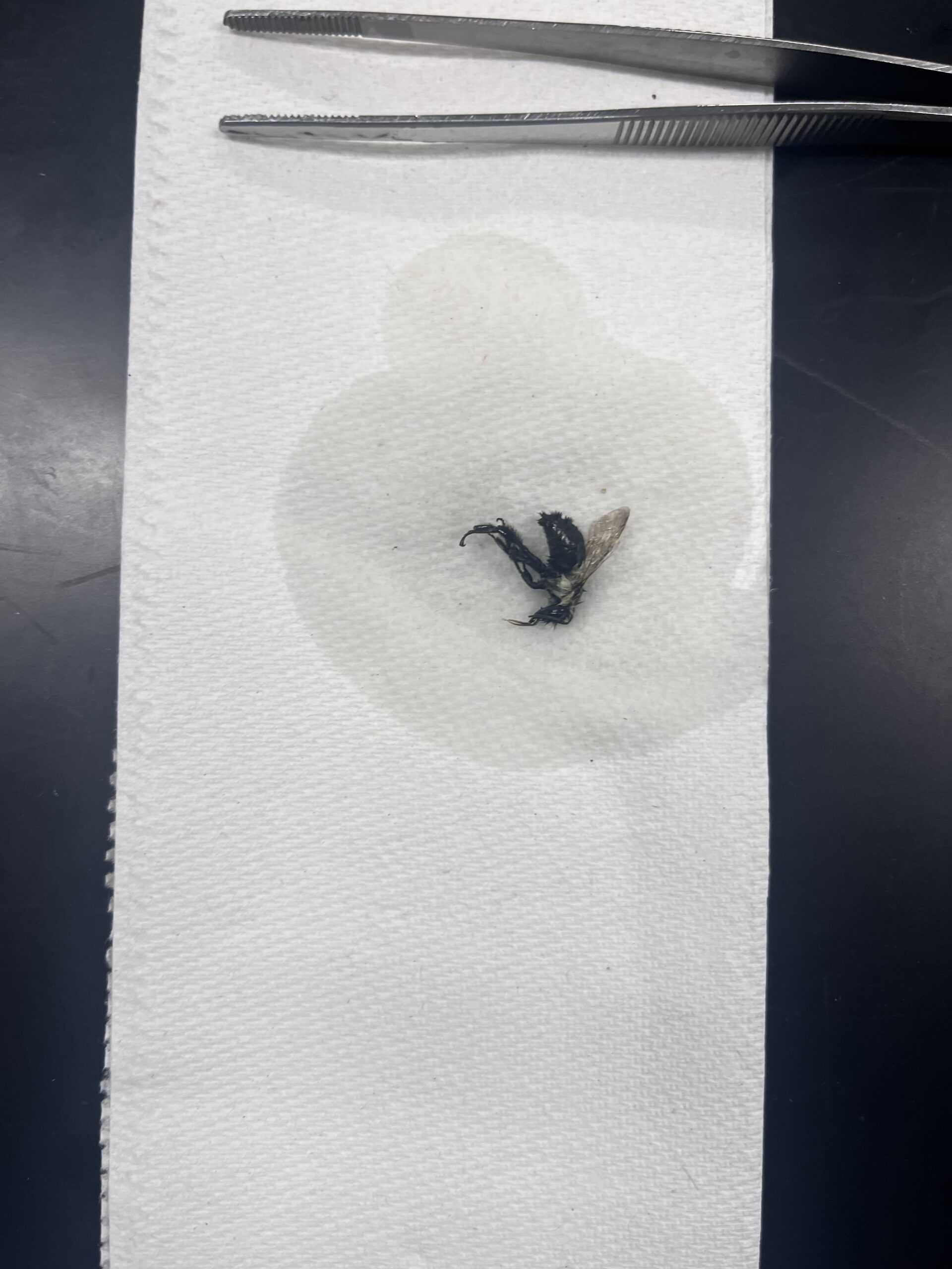 Bumblebee – The Wolbachia Project