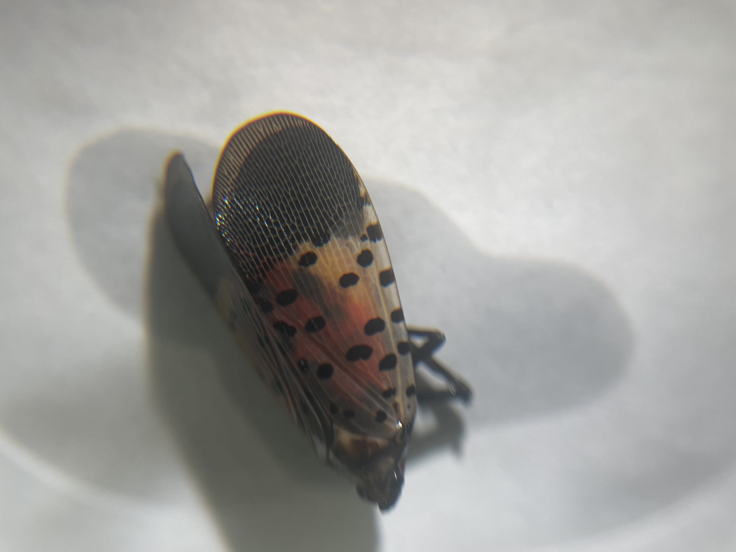 Spotted Lanterfly 2 – The Wolbachia Project