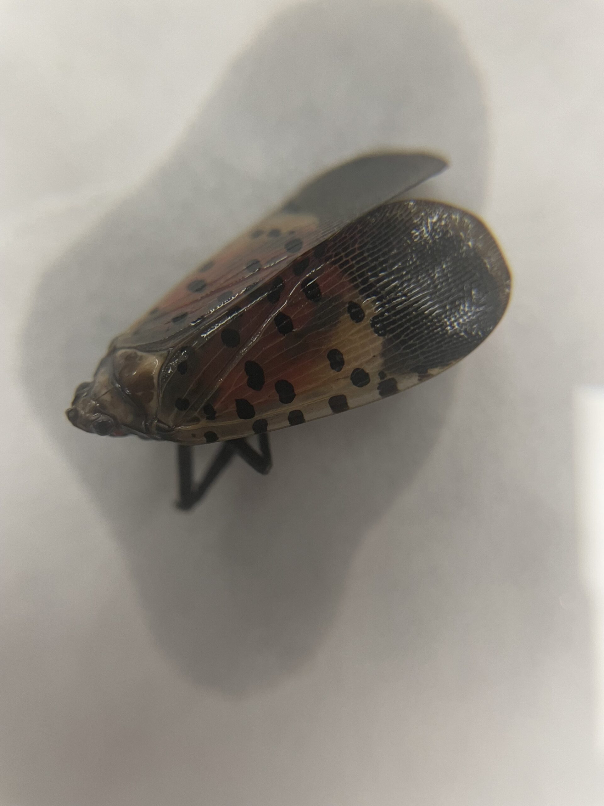Spotted Lanterfly 2 – The Wolbachia Project