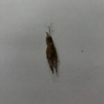 AT P8 #1 – The Wolbachia Project