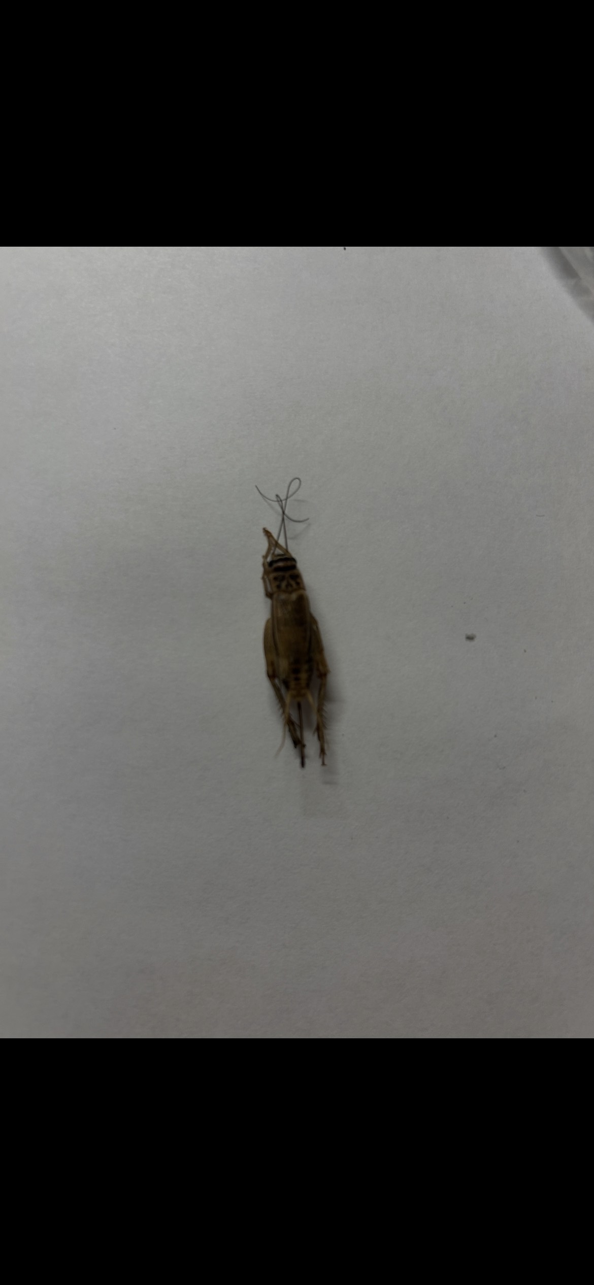 AT P8 #1 – The Wolbachia Project