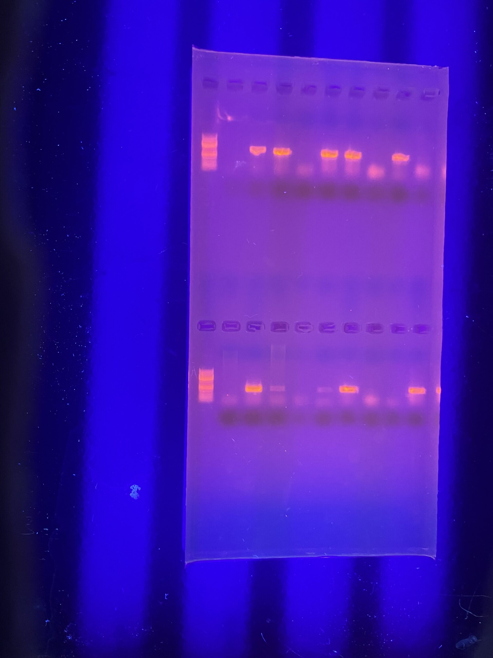 Spotted Lanterfly 2 – The Wolbachia Project
