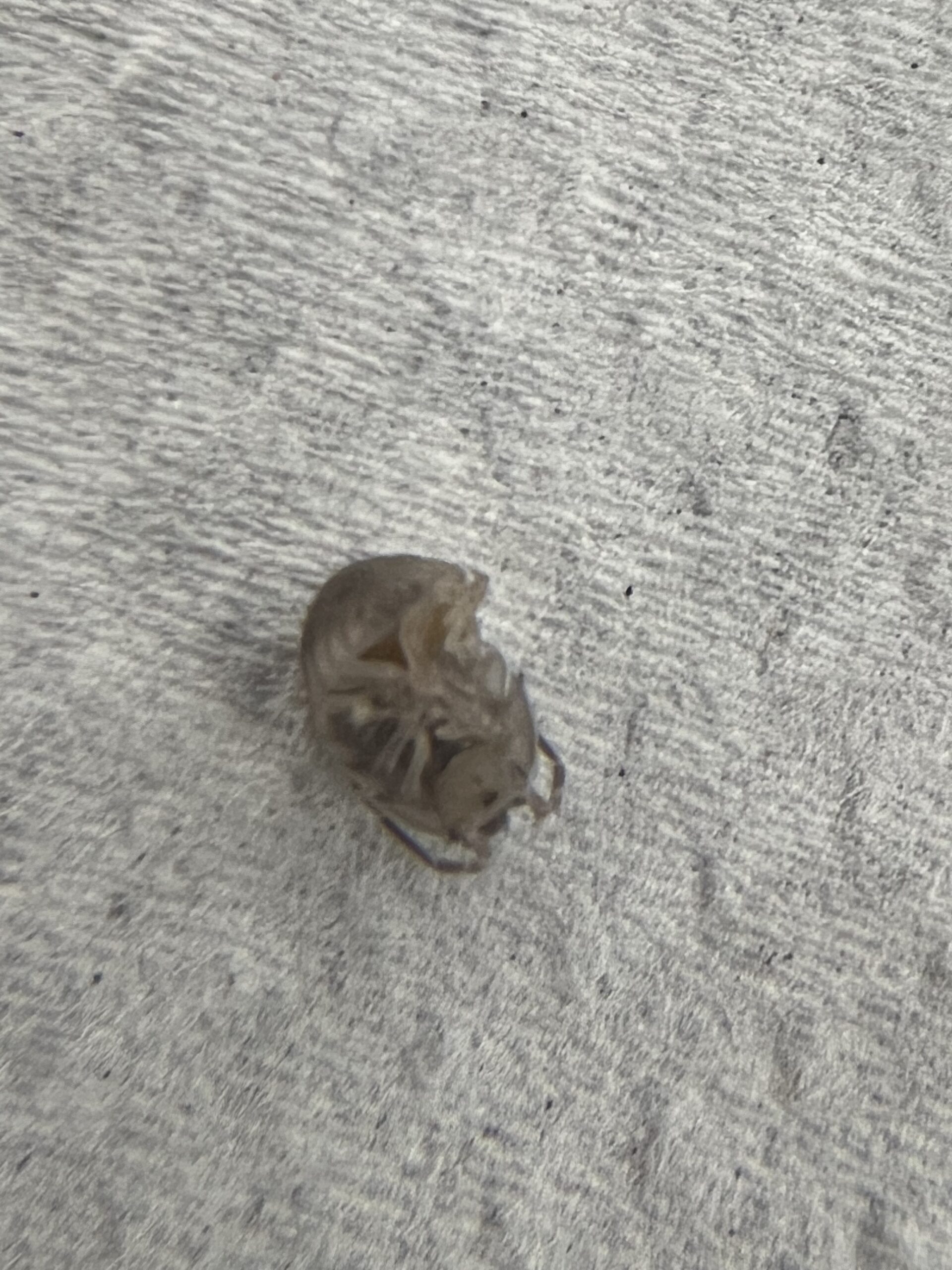 Pill bug #2 – The Wolbachia Project