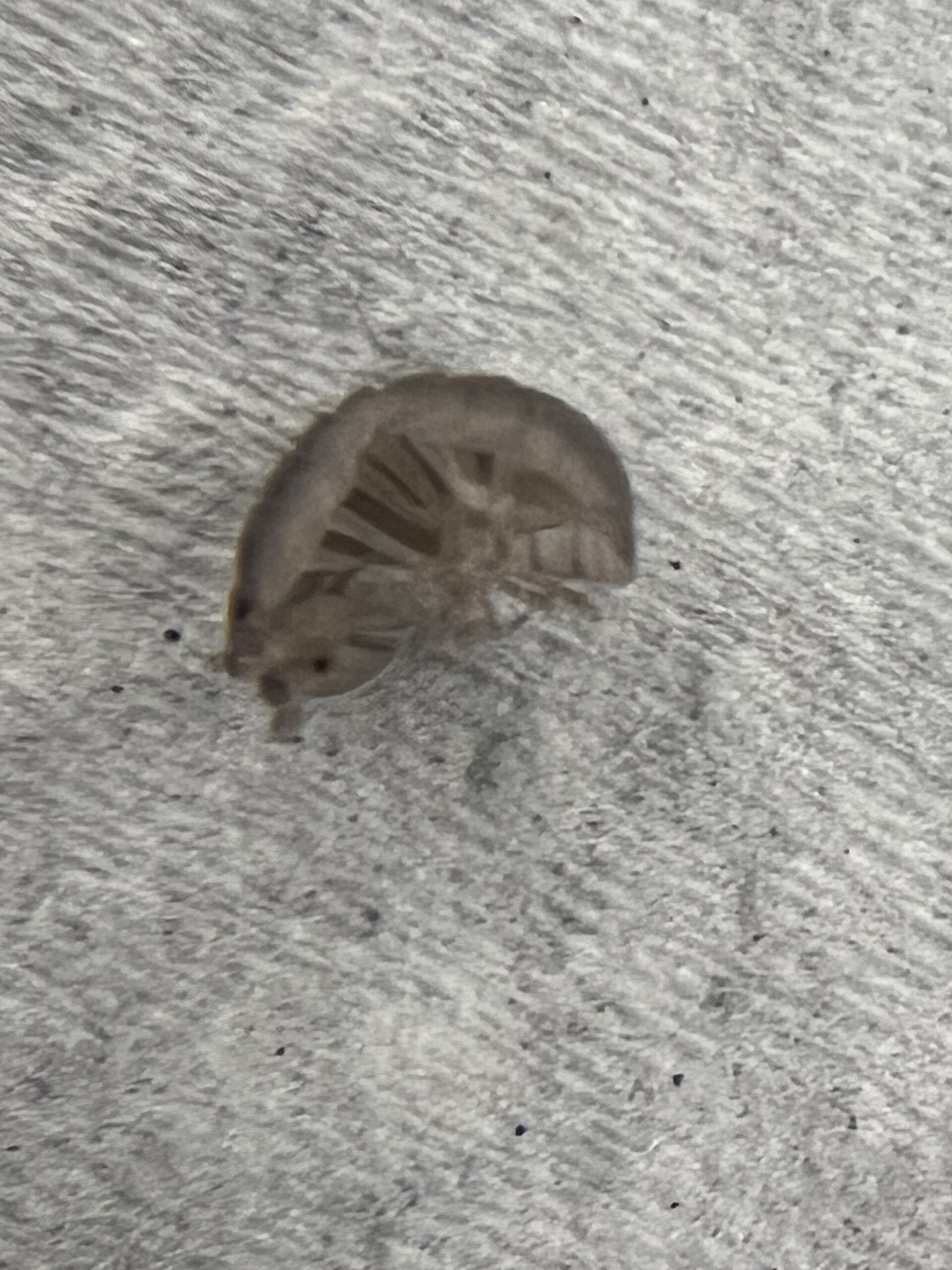 Pill bug #3 – The Wolbachia Project