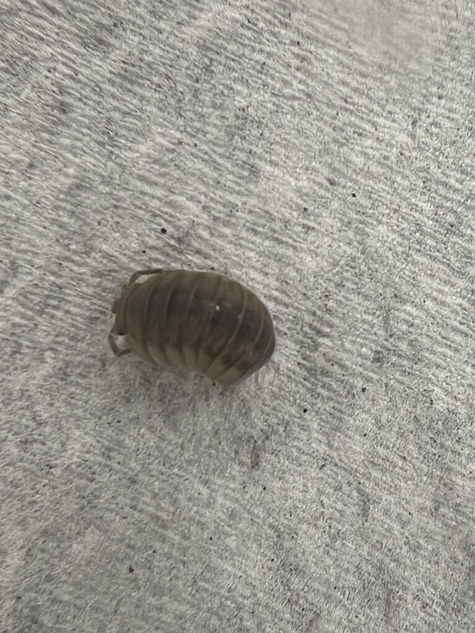 Pill bug #2 – The Wolbachia Project