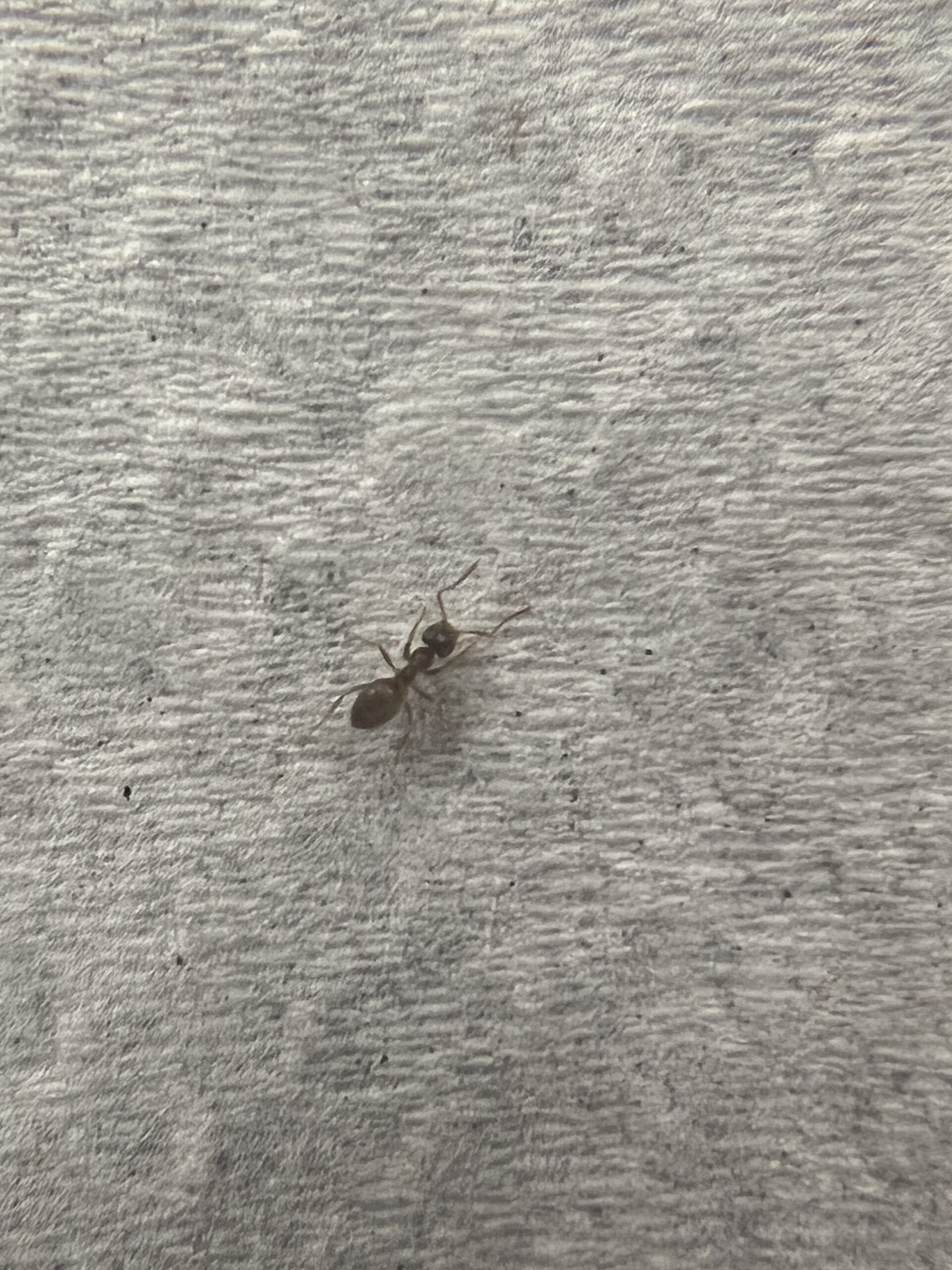 Ant – The Wolbachia Project