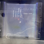 Bumblebee – The Wolbachia Project