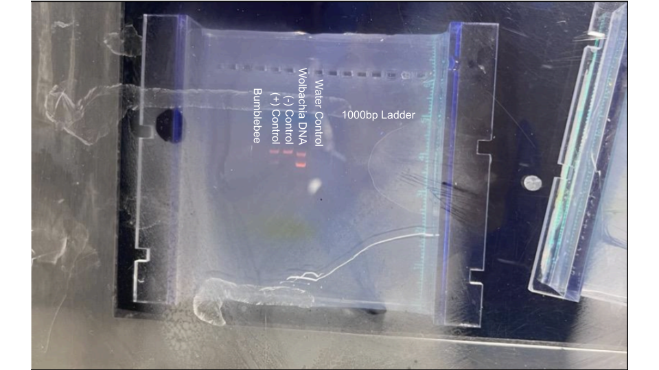 Bumblebee – The Wolbachia Project