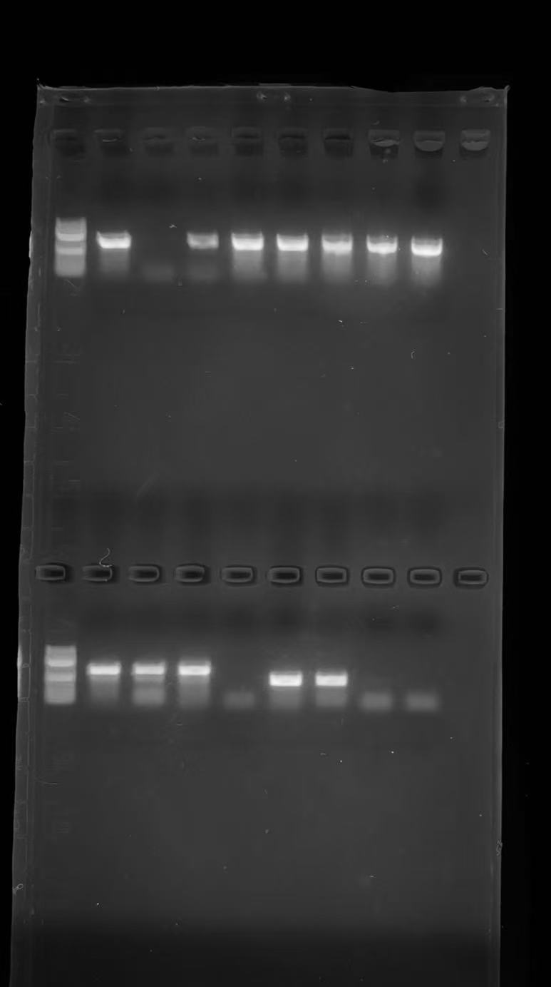 Bee 4 – The Wolbachia Project
